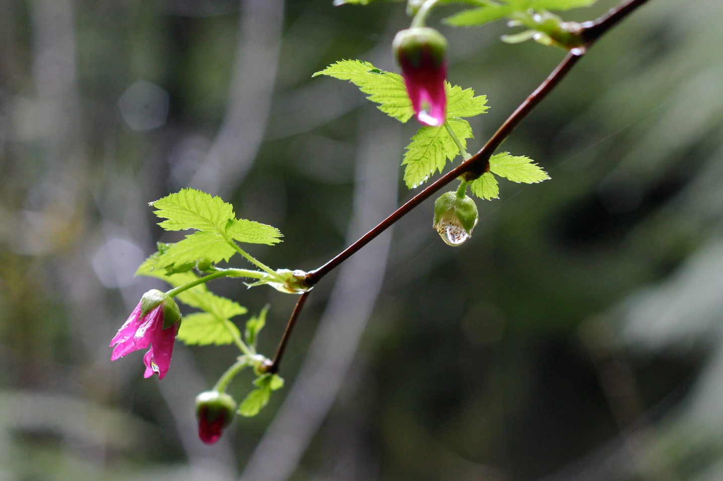 Nettle pesto | The Plum Palate
