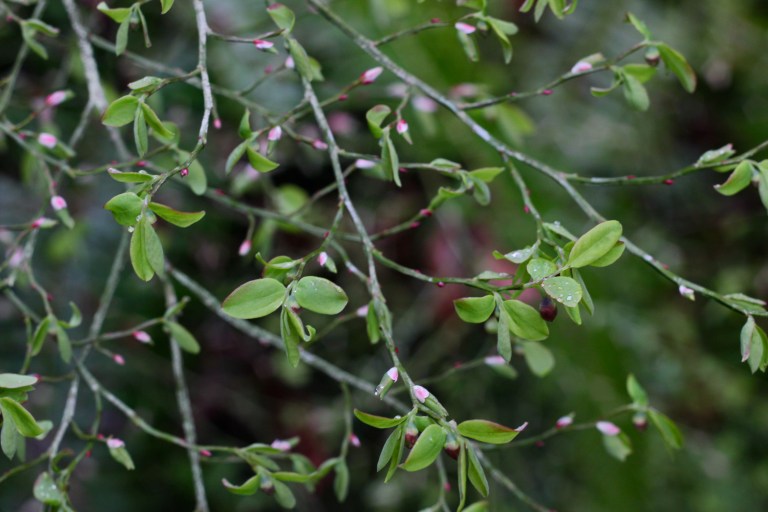 Nettle pesto | The Plum Palate